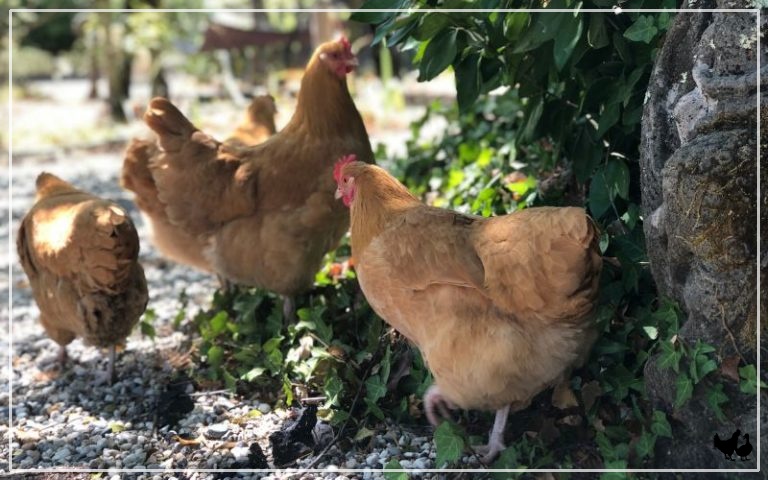 Do Chickens Have Periods? - LearnPoultry