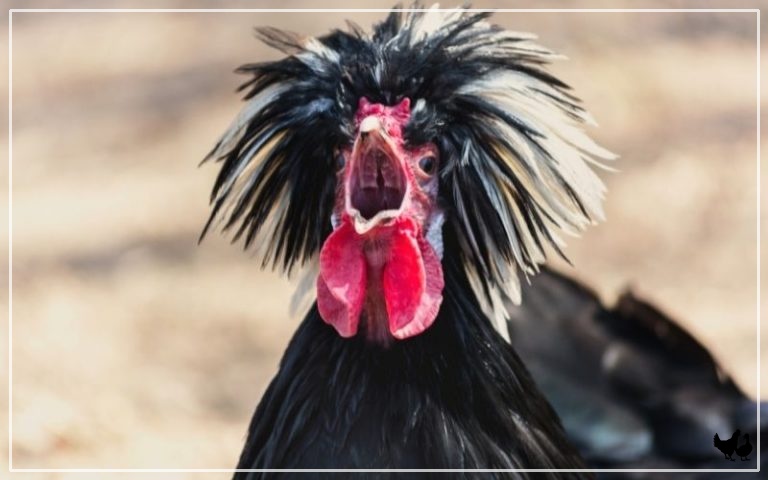 Welbar Chicken Eggs - Everything You Need to Know - LearnPoultry