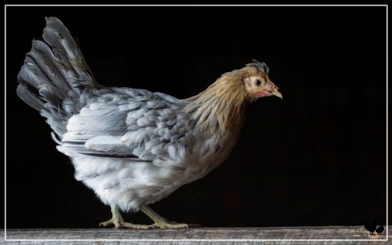 Pale Chicken Comb - Causes and Solutions - LearnPoultry