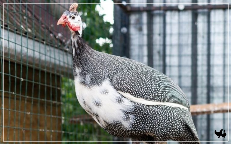 Pied Guinea Fowl - Breed Profile & Facts - LearnPoultry