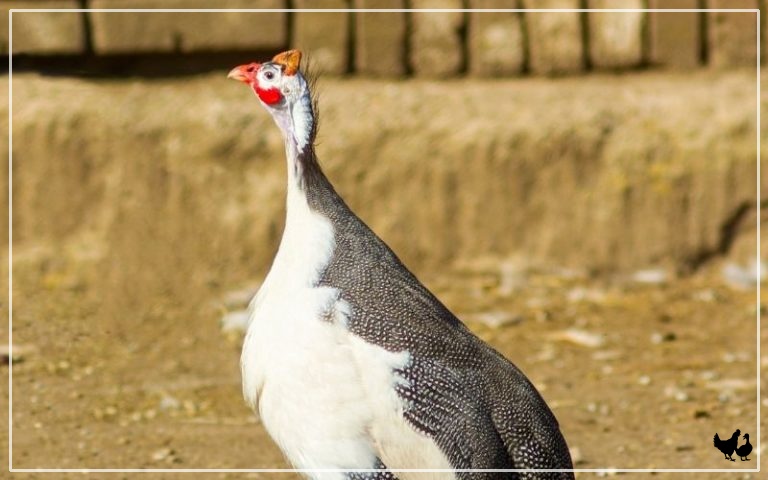 Pied Guinea Fowl - Breed Profile & Facts - LearnPoultry