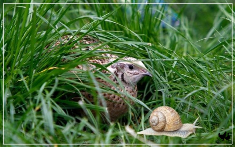 Button Quail - Breed Profile & Facts - LearnPoultry