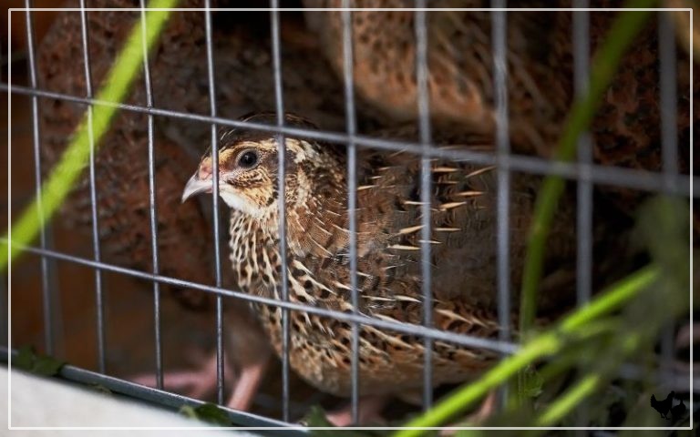 How Many Quails Can You Keep Together? - LearnPoultry