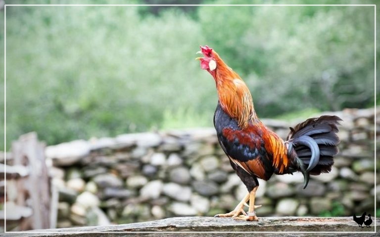 Why Is My Rooster Crowing All Day? - LearnPoultry