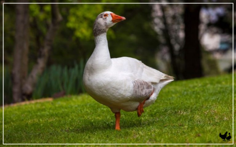 5 Best Goose Breed for Beginners - LearnPoultry