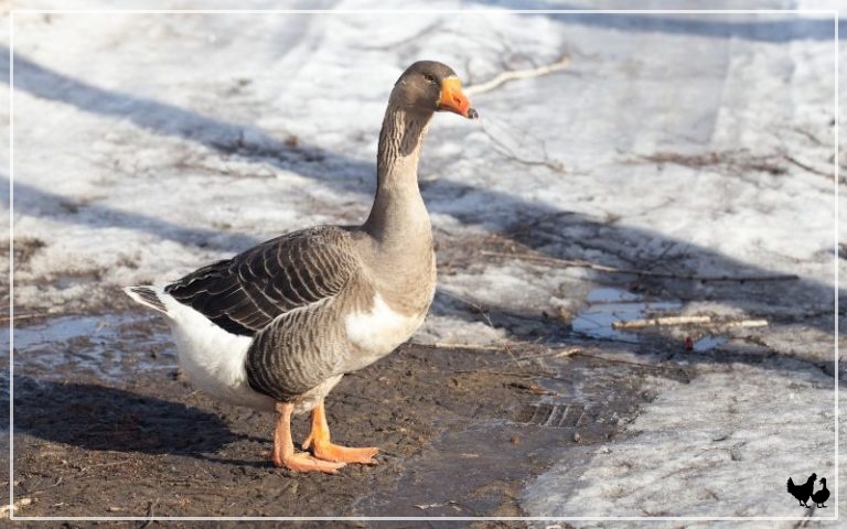 African vs Chinese Geese - What is the Difference? - LearnPoultry