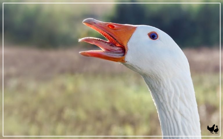 Do Geese Have Teeth? Interesting Facts - LearnPoultry