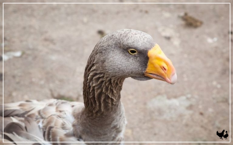 Goose's Body Language Explained - LearnPoultry