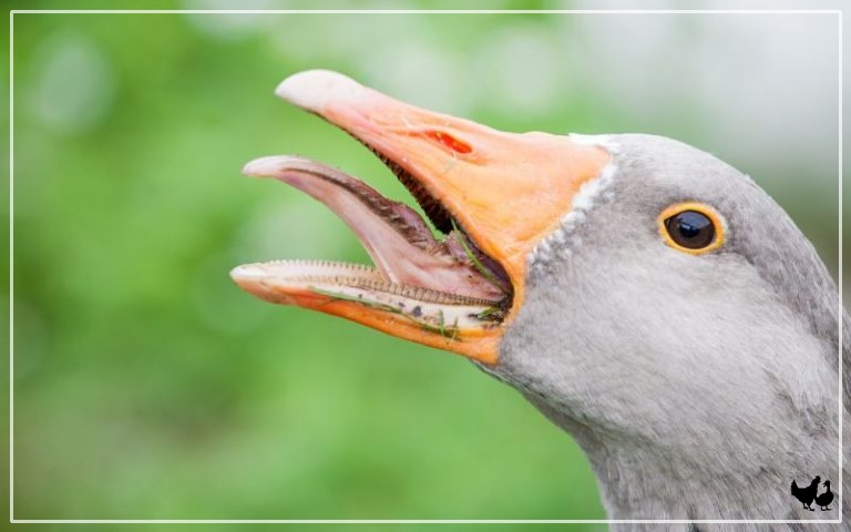 Do Geese Have Teeth? Interesting Facts - LearnPoultry