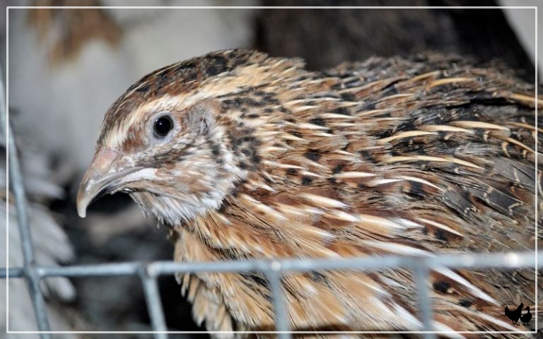 Why Are My Quails Not Laying Eggs? - LearnPoultry