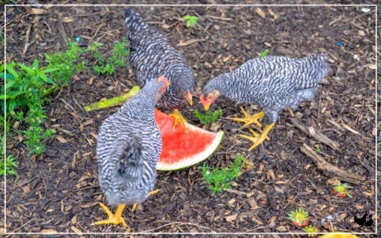 Can Chickens Eat Watermelon? Benefits & Risks - LearnPoultry