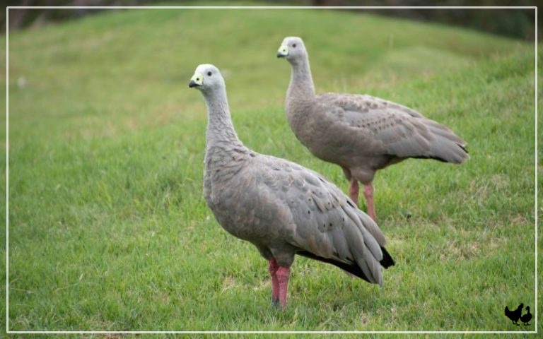 Cape Barren Goose - Breed Profile & Facts - LearnPoultry