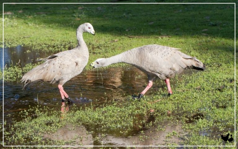 Cape Barren Goose - Breed Profile & Facts - LearnPoultry
