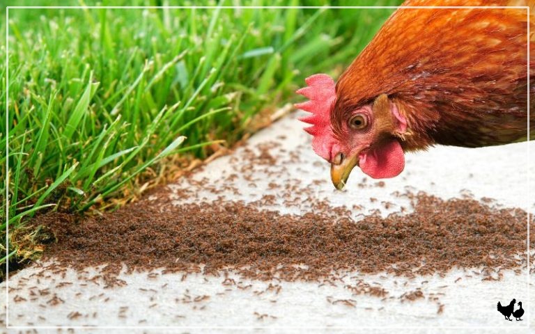Why do Chickens Eat Rocks and Stones? - LearnPoultry