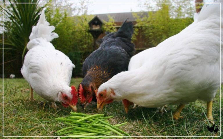 Can Chickens Eat Green Beans? - LearnPoultry