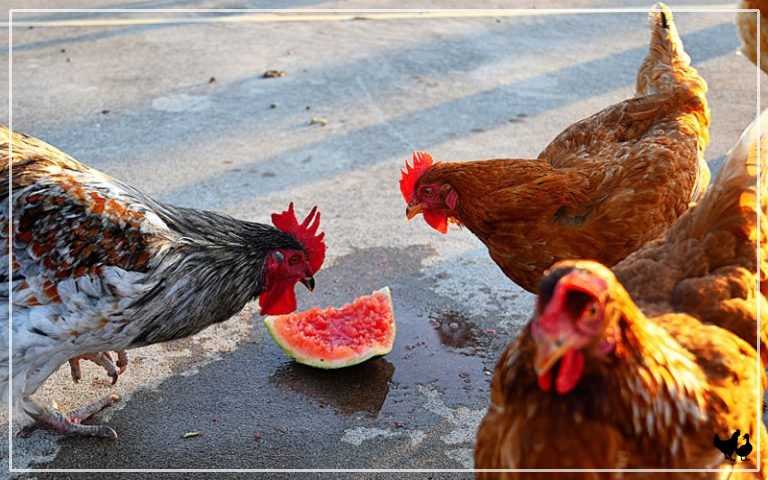 Can Chickens Eat Watermelon? Benefits & Risks - LearnPoultry