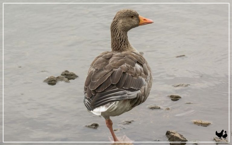 Breeding Toulouse Geese: The Ultimate Guide for Beginners - LearnPoultry