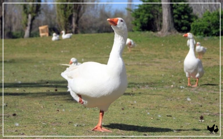 Why Do Geese Stand on One Leg? - LearnPoultry