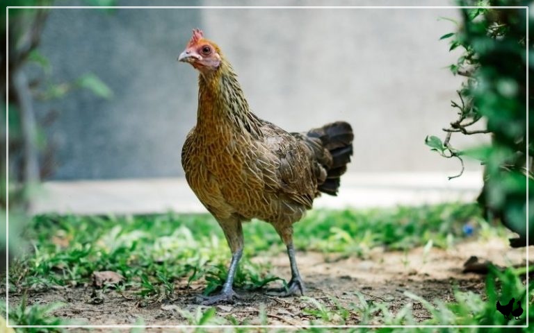 Green-Legged Partridge Chicken - Breed Profile & Facts - LearnPoultry