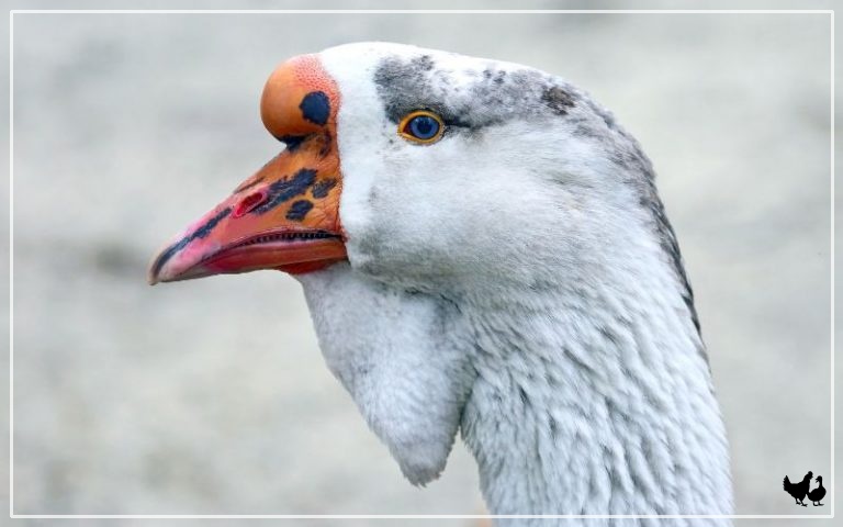 Goose's Body Language Explained - LearnPoultry