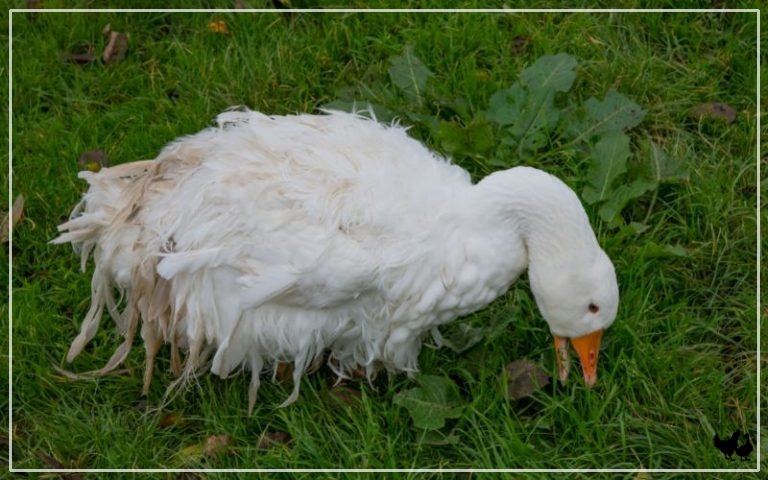 Goose with Injured / Broken Beak – What Should You Do? - LearnPoultry