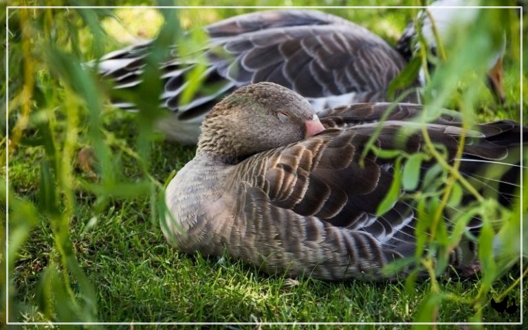 How Long Do Geese Eggs Take to Hatch? - LearnPoultry