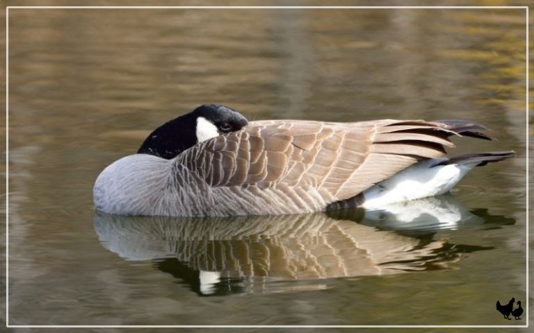 Where Do Geese Sleep? - LearnPoultry