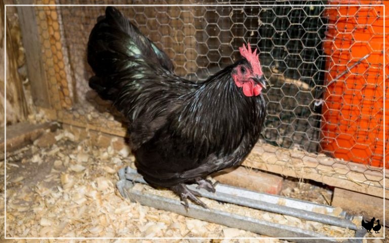 10 Bantam Chicken Breeds (With Pictures) - LearnPoultry