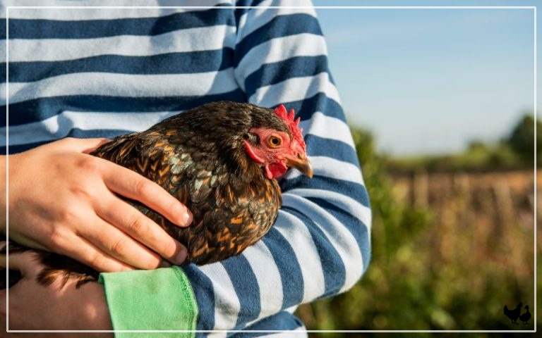 Barnevelder Chicken - Breed Profile & Facts - LearnPoultry