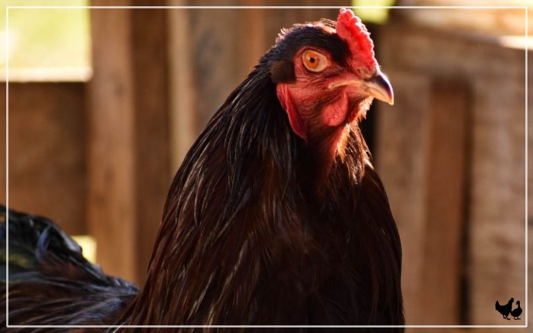 10 Red Chicken Breeds (With Pictures) - LearnPoultry