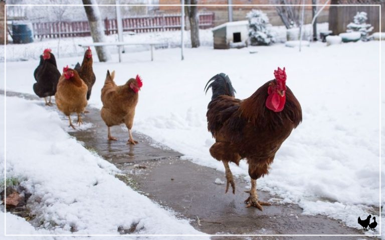 Do Chickens Have Periods? - LearnPoultry