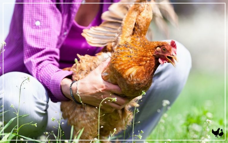Why Do Chickens Eat Their Own Poop? - LearnPoultry