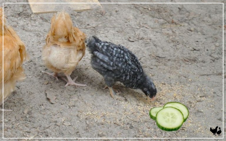 Do Chickens Vomit? Why do Hens Throw Up? - LearnPoultry