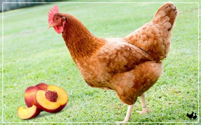 Can Chickens Eat Peaches? Benefits & Risks - LearnPoultry