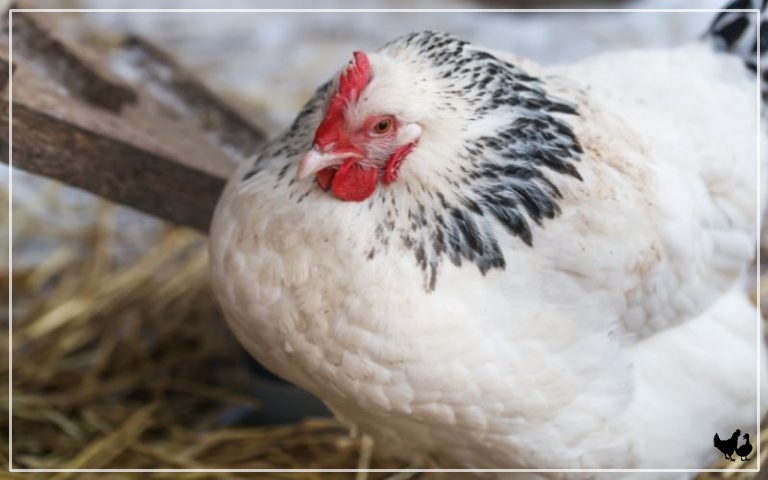 The Silent Stalkers: Do Snakes Eat Chickens? - LearnPoultry