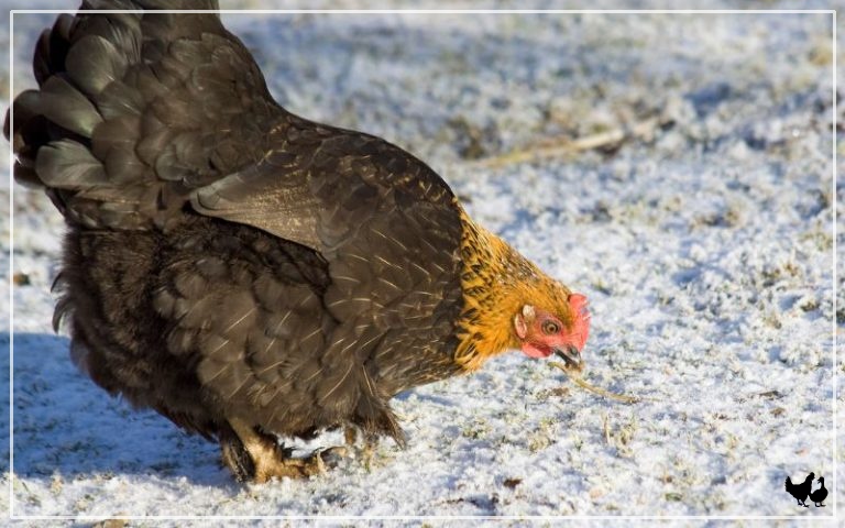 Tylan 50 for Chickens: Dosage, Benefits and Risks - LearnPoultry