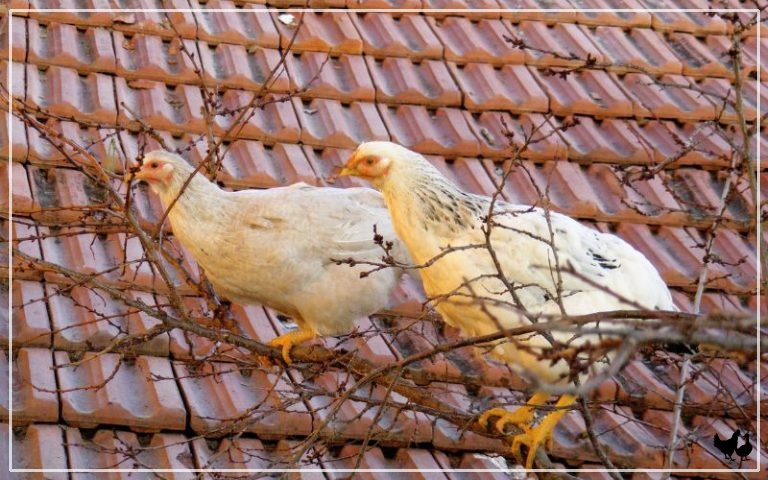 Leghorn Chickens - Breed Profile & Facts - LearnPoultry