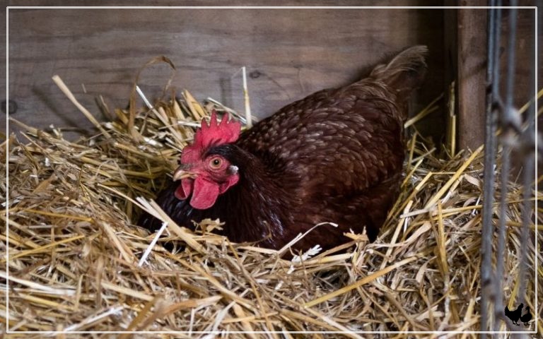 Do Chickens Get Depressed? 7 Signs of Depression - LearnPoultry