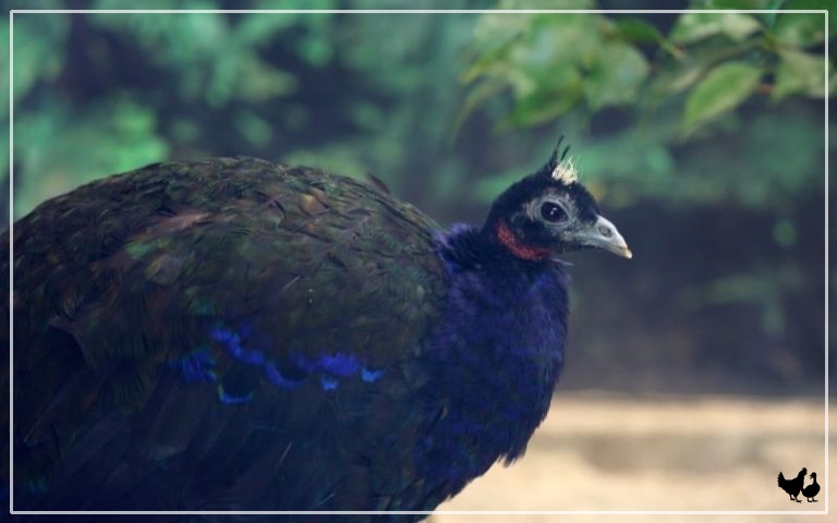 Congo Peafowl - Breed Profile & Facts - LearnPoultry