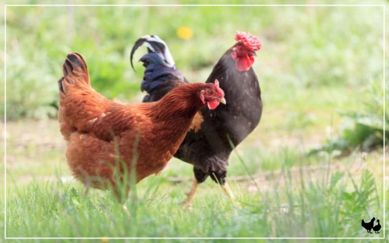 10 Red Chicken Breeds (With Pictures) - LearnPoultry