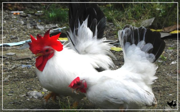 10 Bantam Chicken Breeds (With Pictures) - LearnPoultry