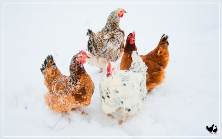 What to Feed Chickens in Winter? - LearnPoultry