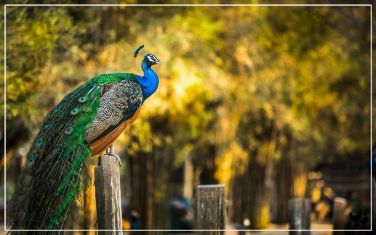 Can Peacocks Fly? (Facts & Figures) - LearnPoultry