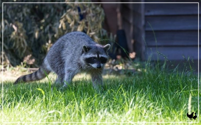 Can Chickens Get Rabies? - LearnPoultry