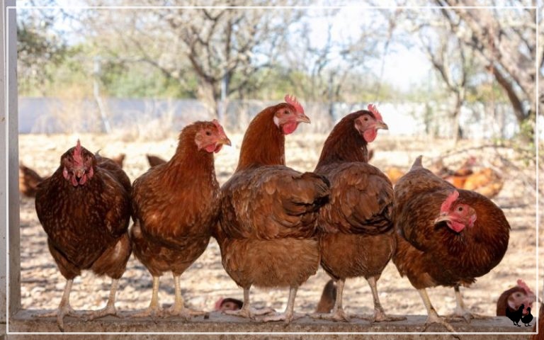 10 Red Chicken Breeds (With Pictures) - LearnPoultry