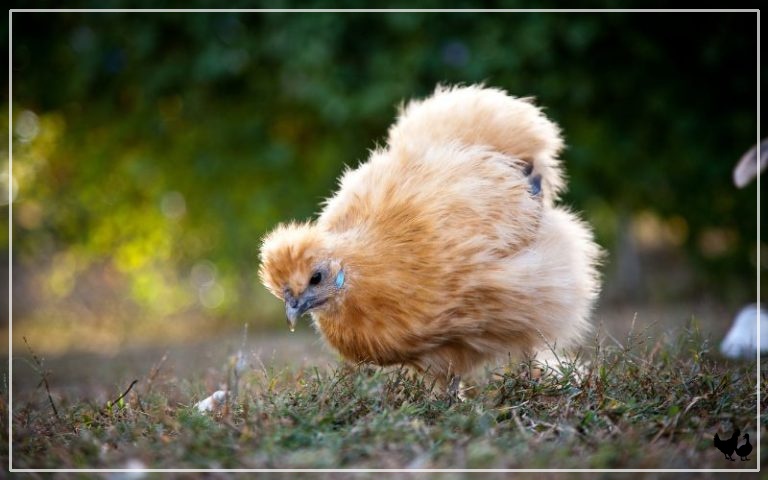 10 Red Chicken Breeds (With Pictures) - LearnPoultry