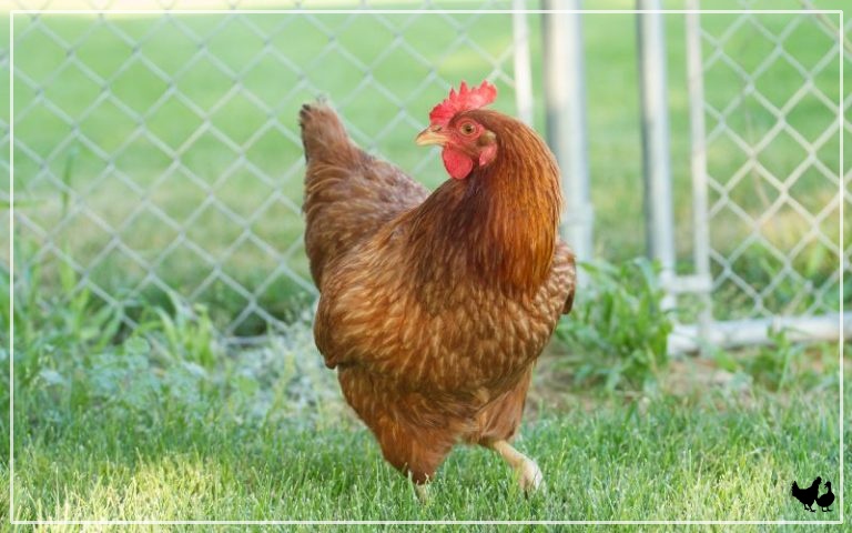 10 Red Chicken Breeds (With Pictures) - LearnPoultry