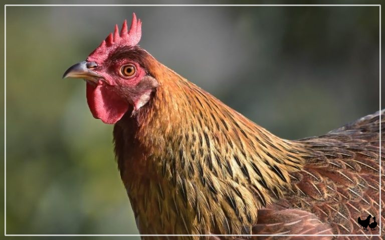 10 Red Chicken Breeds (With Pictures) - LearnPoultry