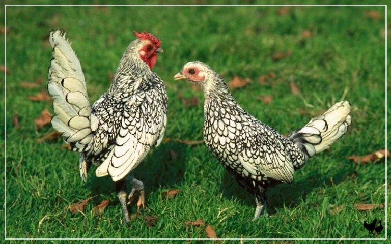 10 Bantam Chicken Breeds (With Pictures) - LearnPoultry
