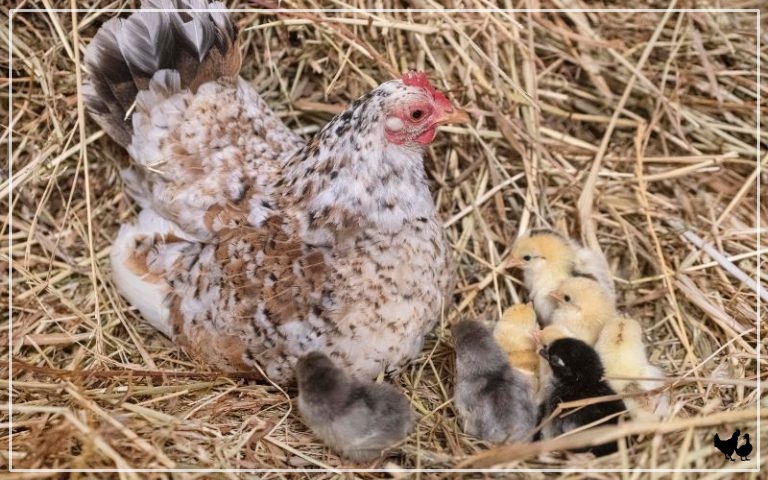 10 Bantam Chicken Breeds (With Pictures) - LearnPoultry